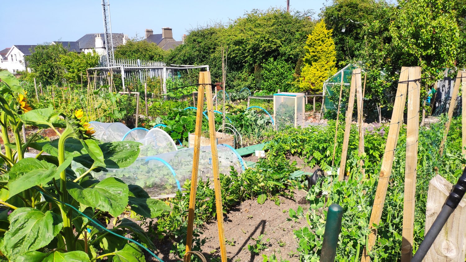 Allotment Supplies Suffolk | Provided by Madingley Mulch
