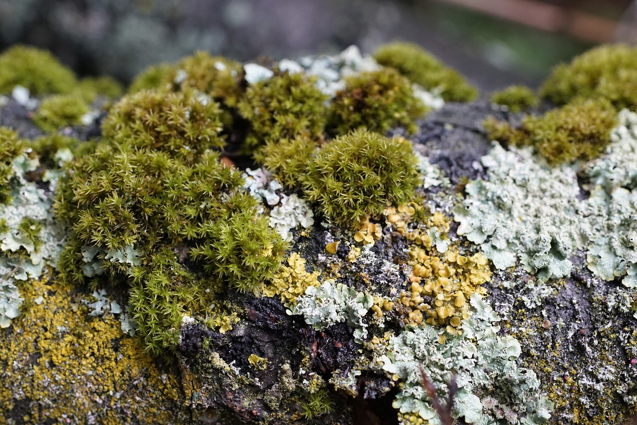 DIY Building Materials Cambridge – Moss and lichens | Madingley Mulch